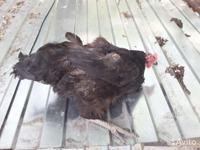 Курица наседка