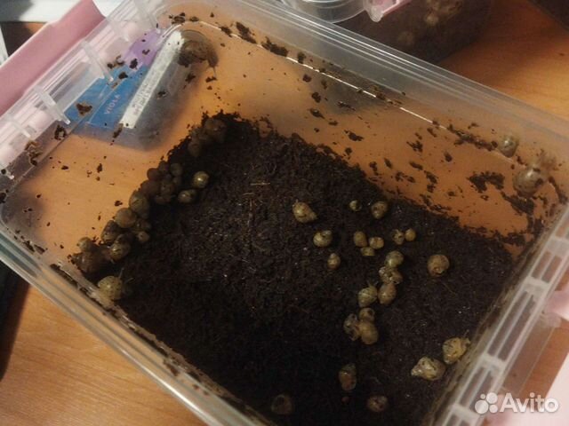 Улитки ахатины