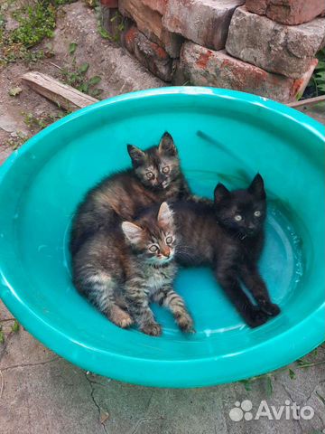 Котята в добрые руки