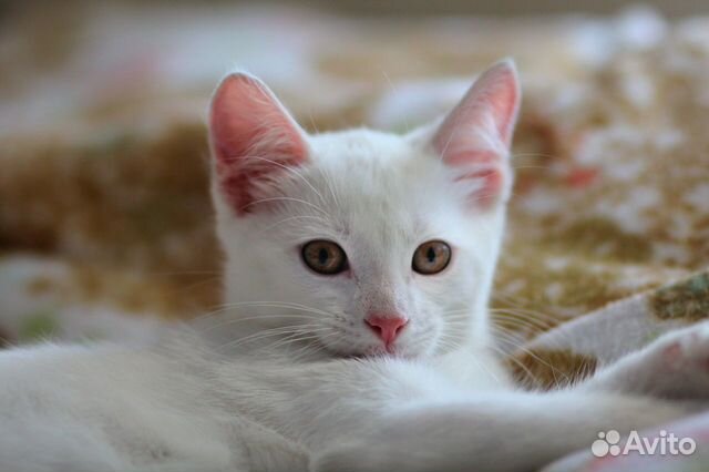 Прекрасный котенок мальчик в добрые руки