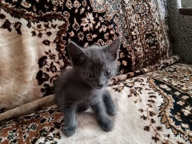 3 маленьких котёнка