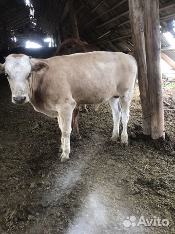 Бычки, телки