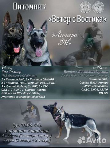 Зонарные щенки вео