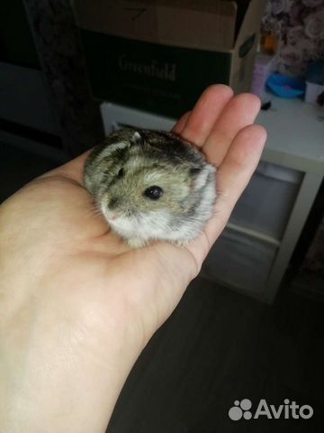 Джунгарский хомяк бесплатно с клеткой