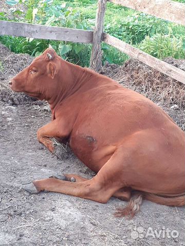 Продаю телку 1.5 года