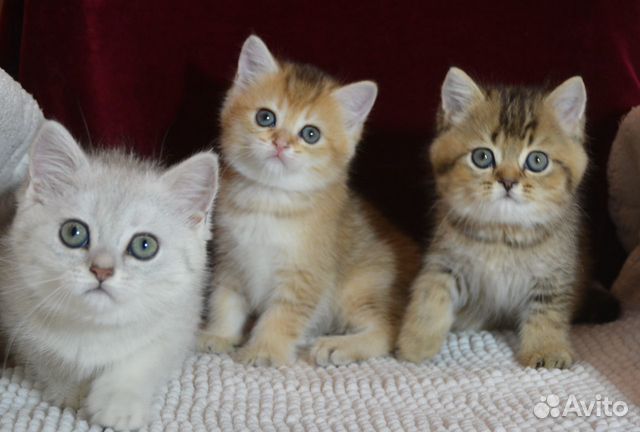 Красата, котики и кошечки