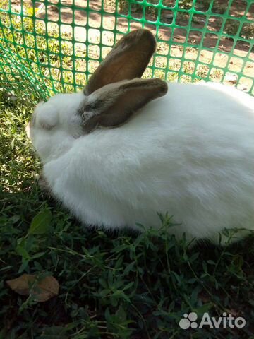 Кролик клифорнииский