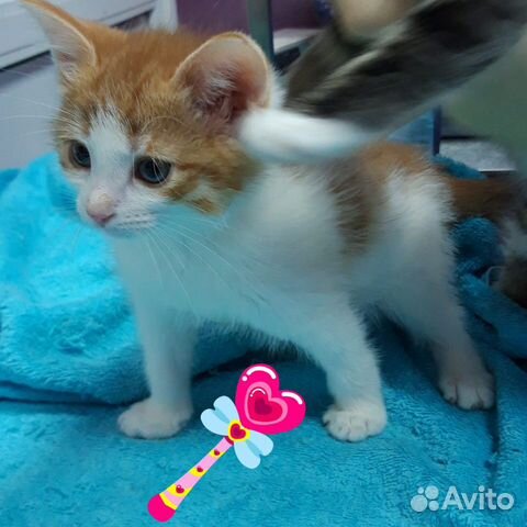 Мальчики Лёлек и Болек 1,5 мес ищут своих мампап