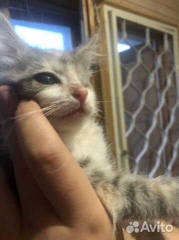 Котенок без глазика