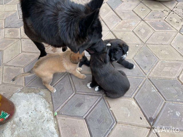 Немецкая овчарка