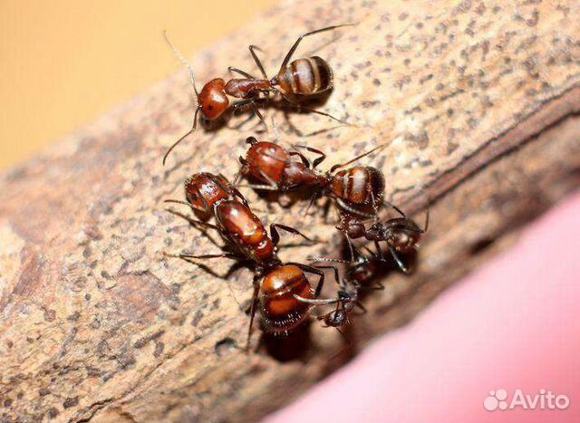 Реактивные муравьи Camponotus nicobarensis