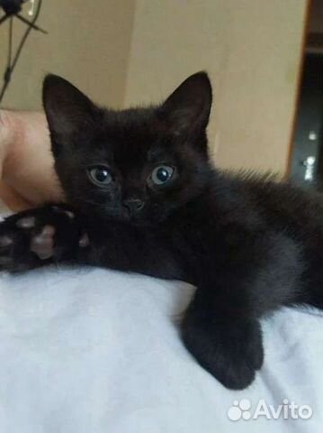 Чëрная кошечка