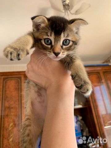 Шотландские вислоухие котята