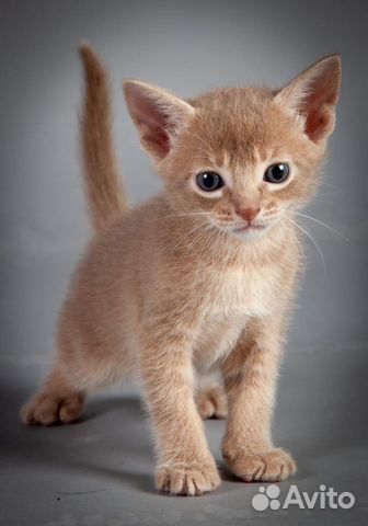 Абиссинские котята