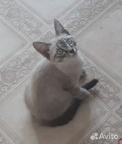 Очень красивый котенок в добрые руки