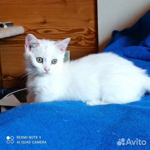 Девочка манчкин