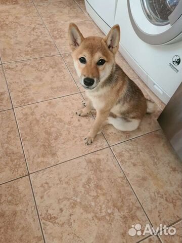 Щенки сиба ину