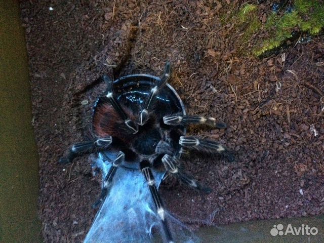 Паук птицеед Nhandu chromatus