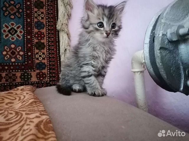 Сибирская кошка бесплатно