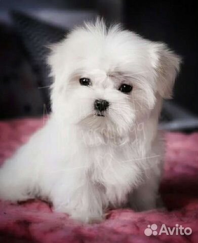 Мальтезе mini мальчик,мальтийская болонка бэбифэис