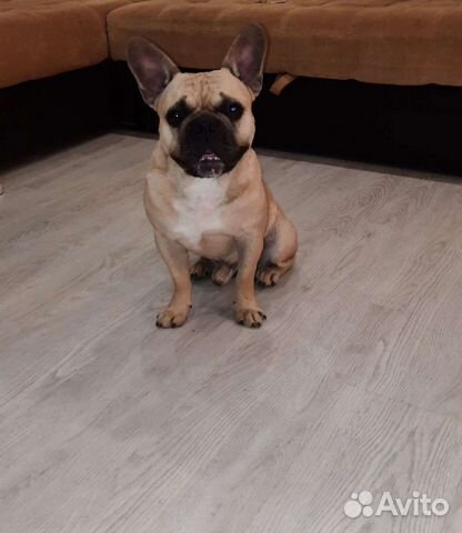 Французский бульдог кабель вязка