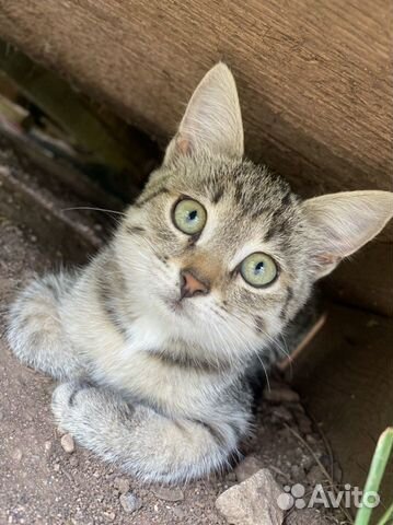 Котенок (девочка) в добрые руки