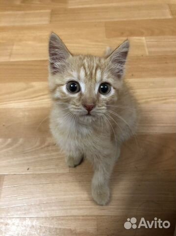 Котенок девочка в добрые руки