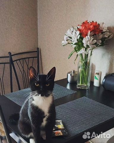 Кошки в добрые руки бесплатно