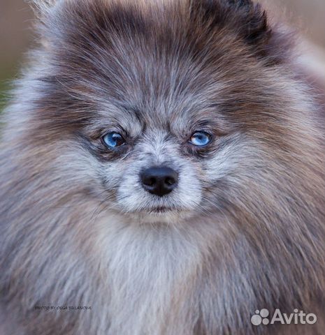 Померанский шпиц