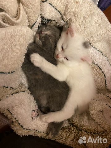 Котята в добрые руки приучены к лотку