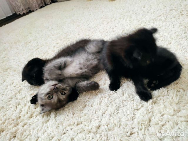 Вислоухие котята