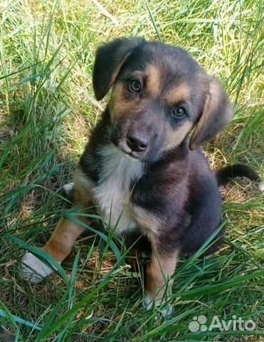 Малышка Альма ждет хозяина