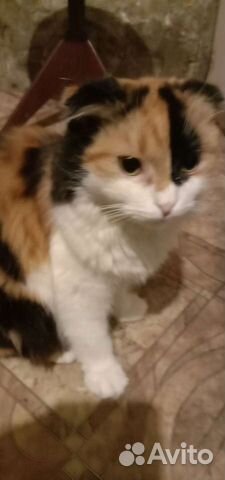 Вислоухая кошка