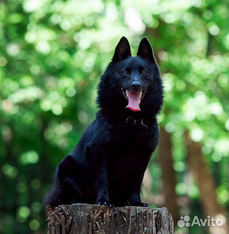 Шенки Бельгийской овчарки Schipperke