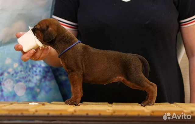 Щенок Родезийского Риджбека