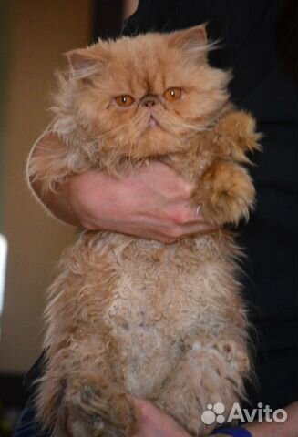 Кот в ответственные добрые руки