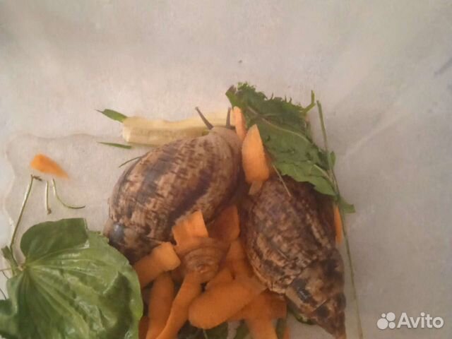 Улитки ахатины