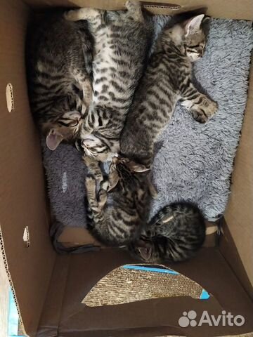 Котята бенгалы