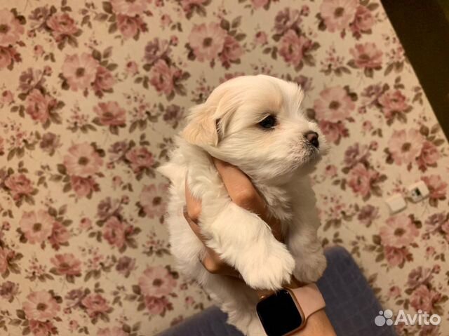 Мальтийская болонка