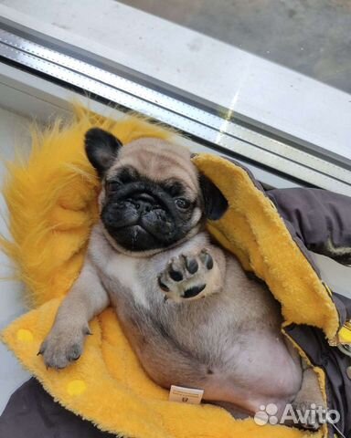 Щенки мопса