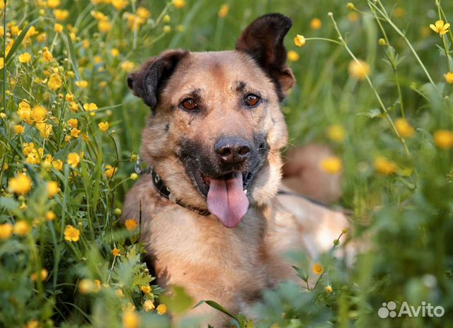 Солнце ищет свое небо. Добрый пёс Рыжик в дар