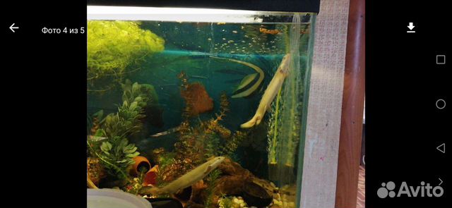 Полиптерус сенегальский пара