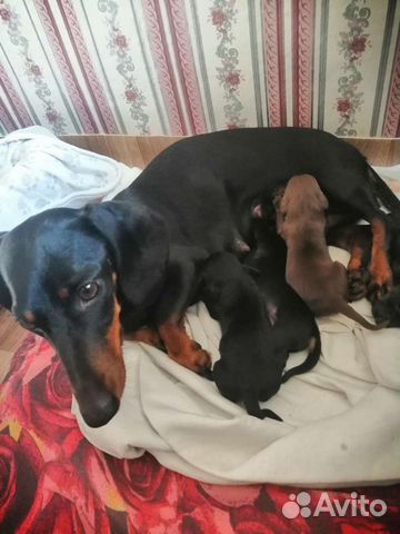 Карликовая такса щенки