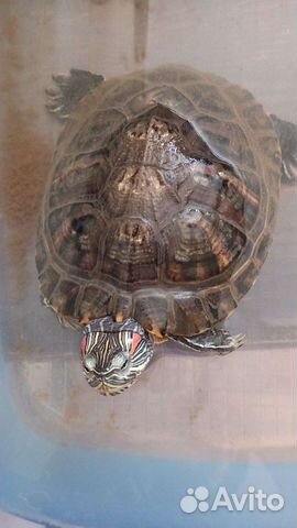 Красноухая черепаха бесплатно