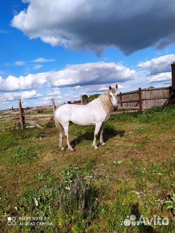 Лошадь рабочая