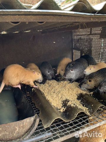 Продам нутрий
