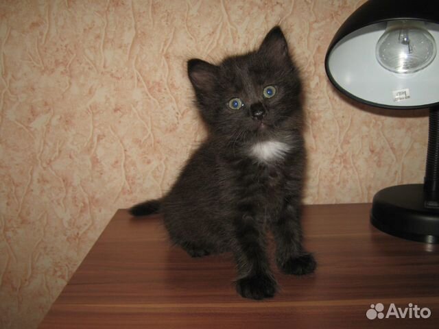 Котенок Эсмеральда