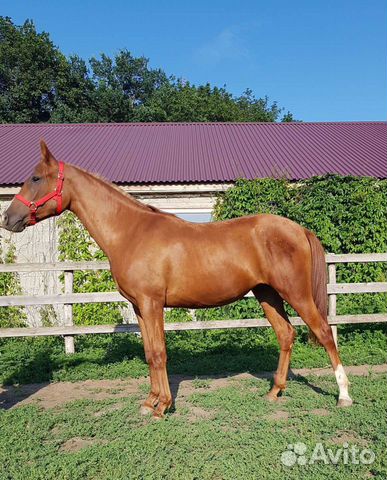 Чистокровная Арабская кобылка