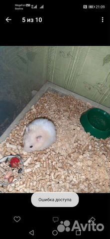 Сирийские хомячки. Мальчик и девочка