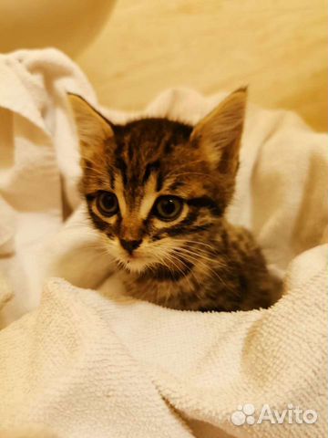 Котенок в дар